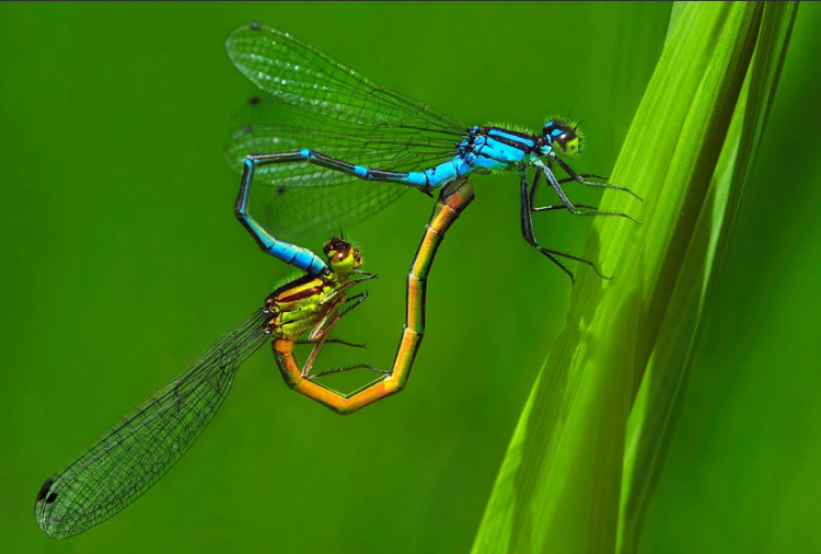 Amazing and Exciting Animal Facts - URAPRESS