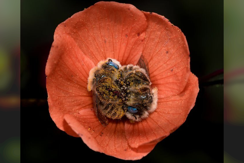 Amazing and Exciting Animal Facts - URAPRESS