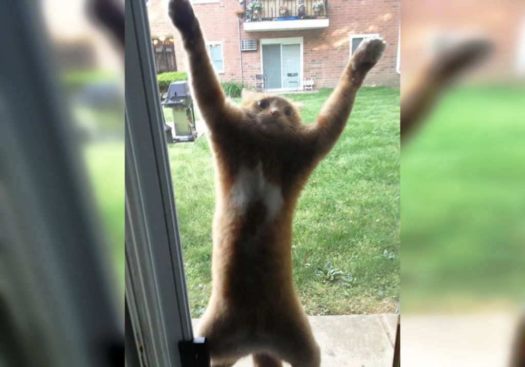 35 Funny Photos Of Animals That Really Want To Get Home Page 35 Of 35 35-funny-photos-of-animals-that-really-want-to-get-home-page-35-of-35