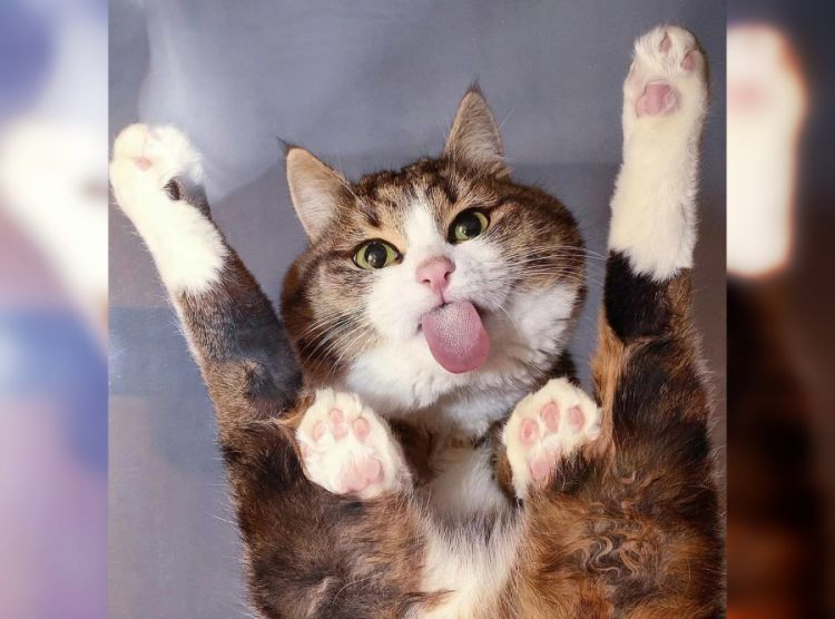 These Funny Cats: 30 Humorous Photos - URAPRESS