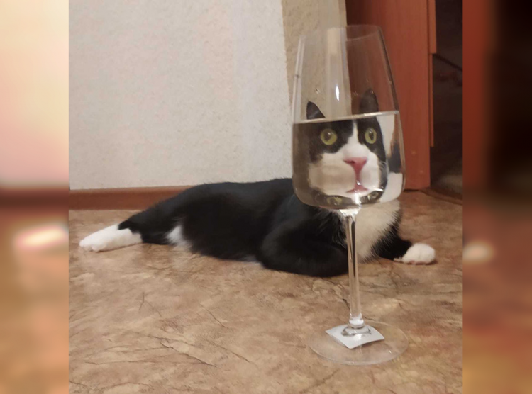 These Funny Cats: 30 Humorous Photos - URAPRESS