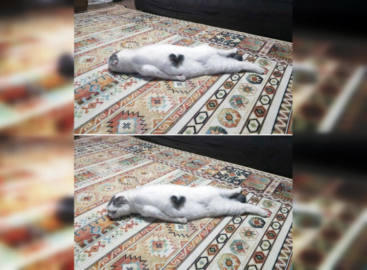 These Funny Cats: 30 Humorous Photos - Page 24 of 30 - URAPRESS