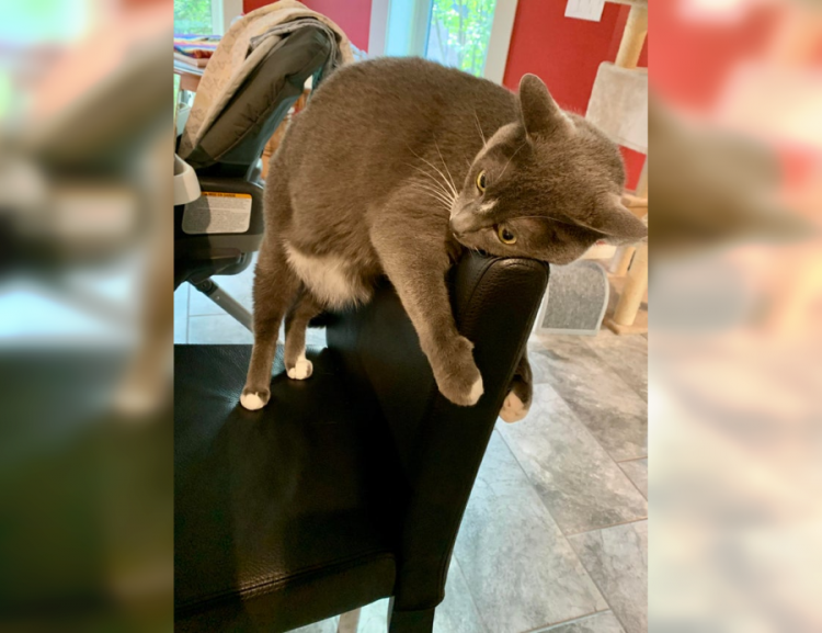 These Funny Cats: 30 Humorous Photos - URAPRESS