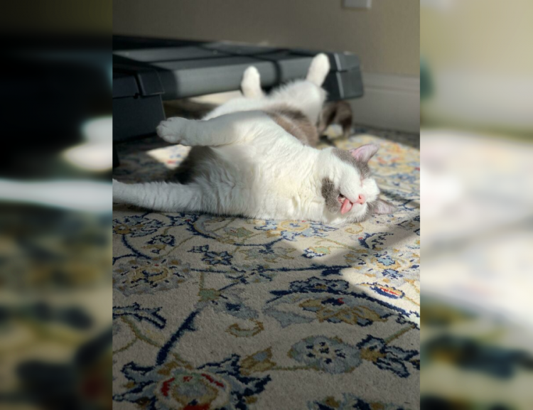 These Funny Cats: 30 Humorous Photos - Page 27 of 30 - URAPRESS