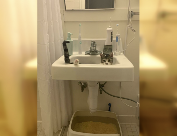 These Funny Cats: 30 Humorous Photos - URAPRESS