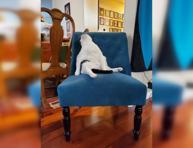 These Funny Cats: 30 Humorous Photos - URAPRESS