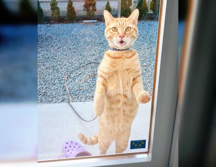 These Funny Cats: 30 Humorous Photos - URAPRESS