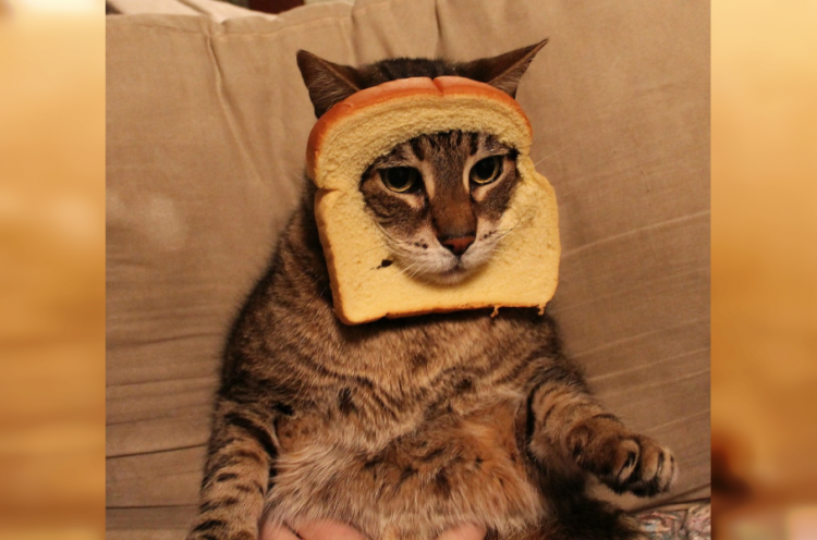 These Funny Cats: 30 Humorous Photos - URAPRESS