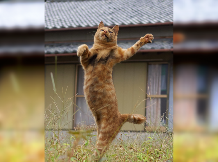 These Funny Cats: 30 Humorous Photos - URAPRESS