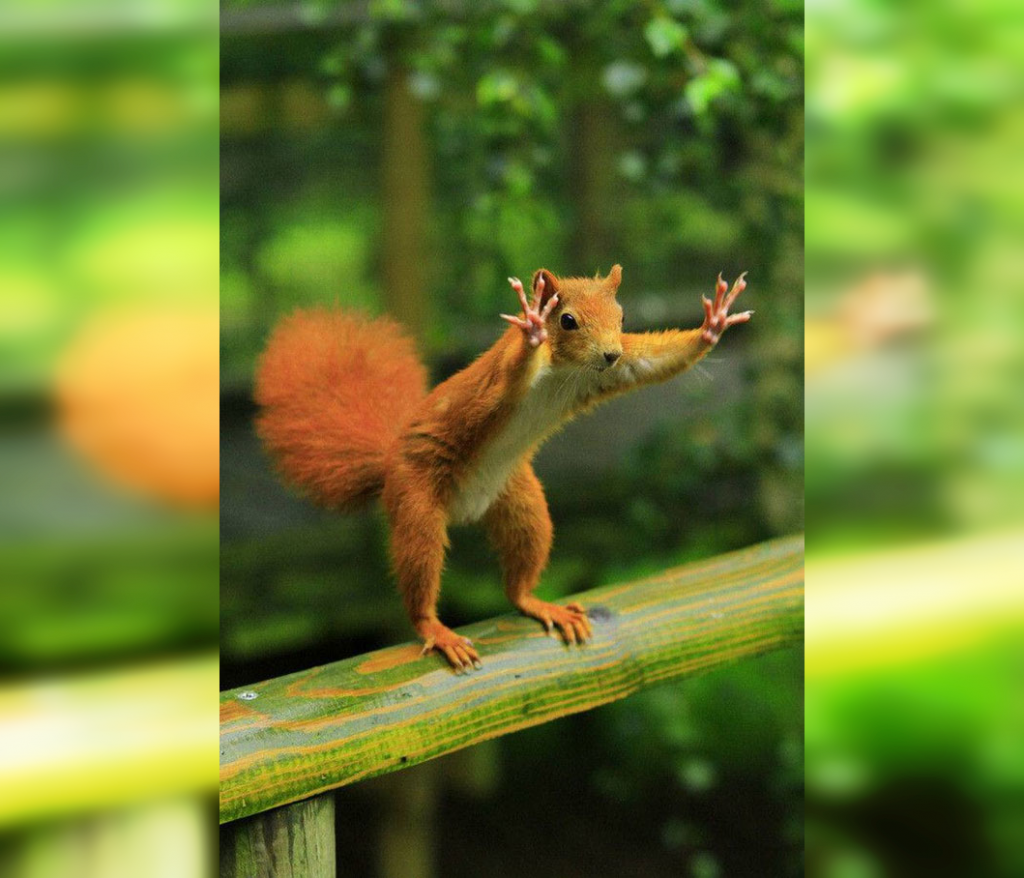 Masterpieces in Motion: Perfectly Timed Animal Captures - URAPRESS